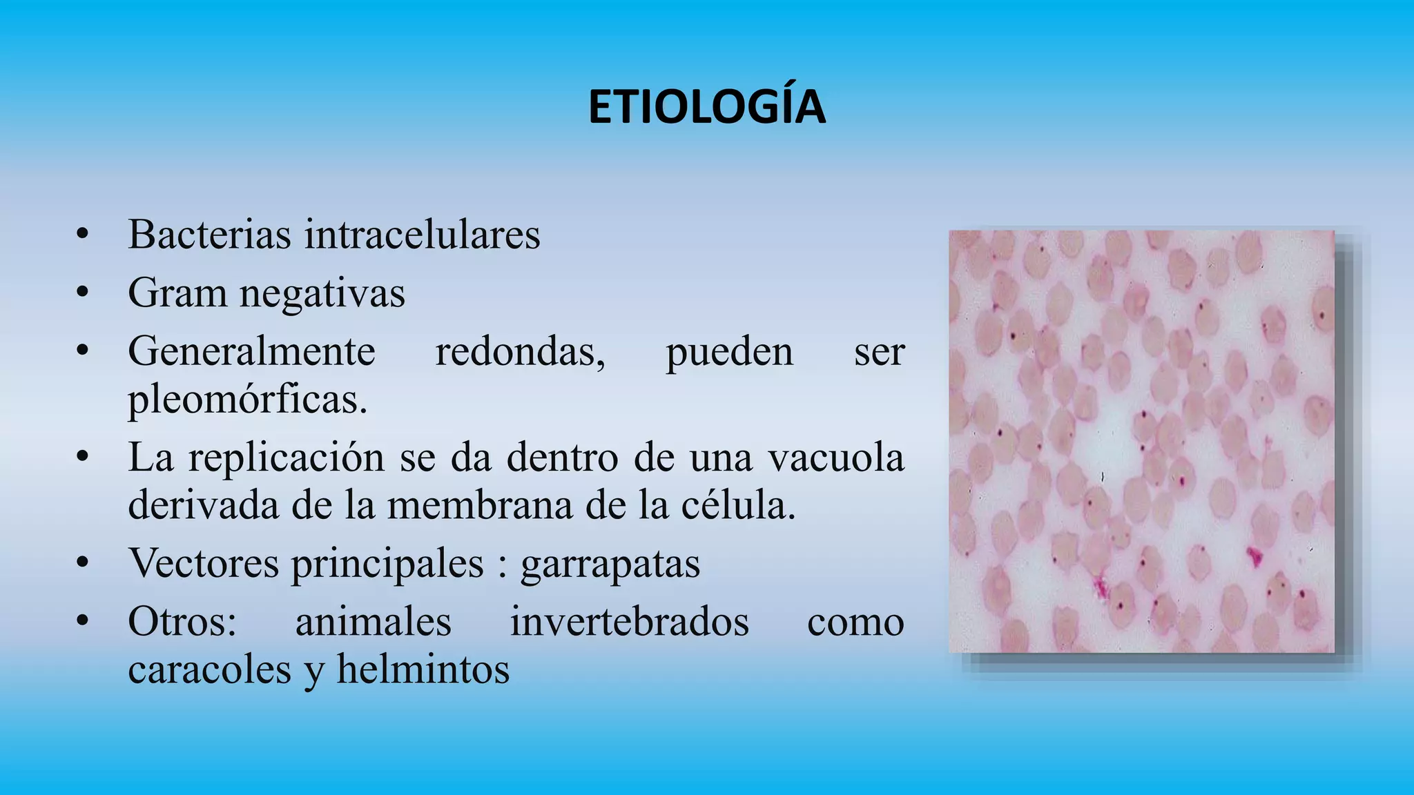 Anaplasma spp | PPTX