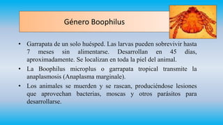 Anaplasma spp | PPTX