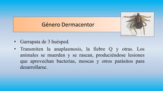 Anaplasma spp | PPTX