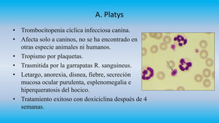 Anaplasma spp | PPTX