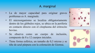 Anaplasma spp | PPTX