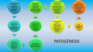 Anaplasma spp | PPTX