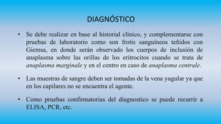 Anaplasma spp | PPTX