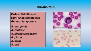 Anaplasma spp | PPTX
