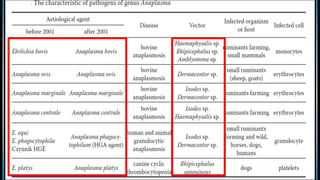 Anaplasma spp | PPTX