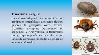 Anaplasma spp | PPTX
