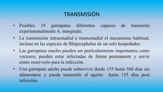 Anaplasma spp | PPTX