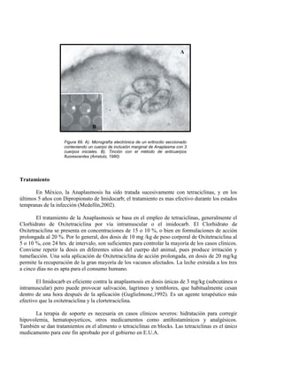 Anaplasma y piroplasma | PDF