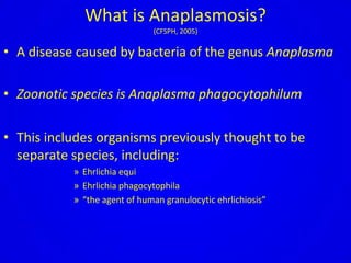 Anaplasmosis | PPTX