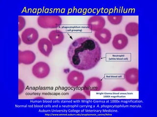 Anaplasmosis | PPT