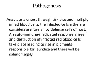 Anaplasmosis | PPTX