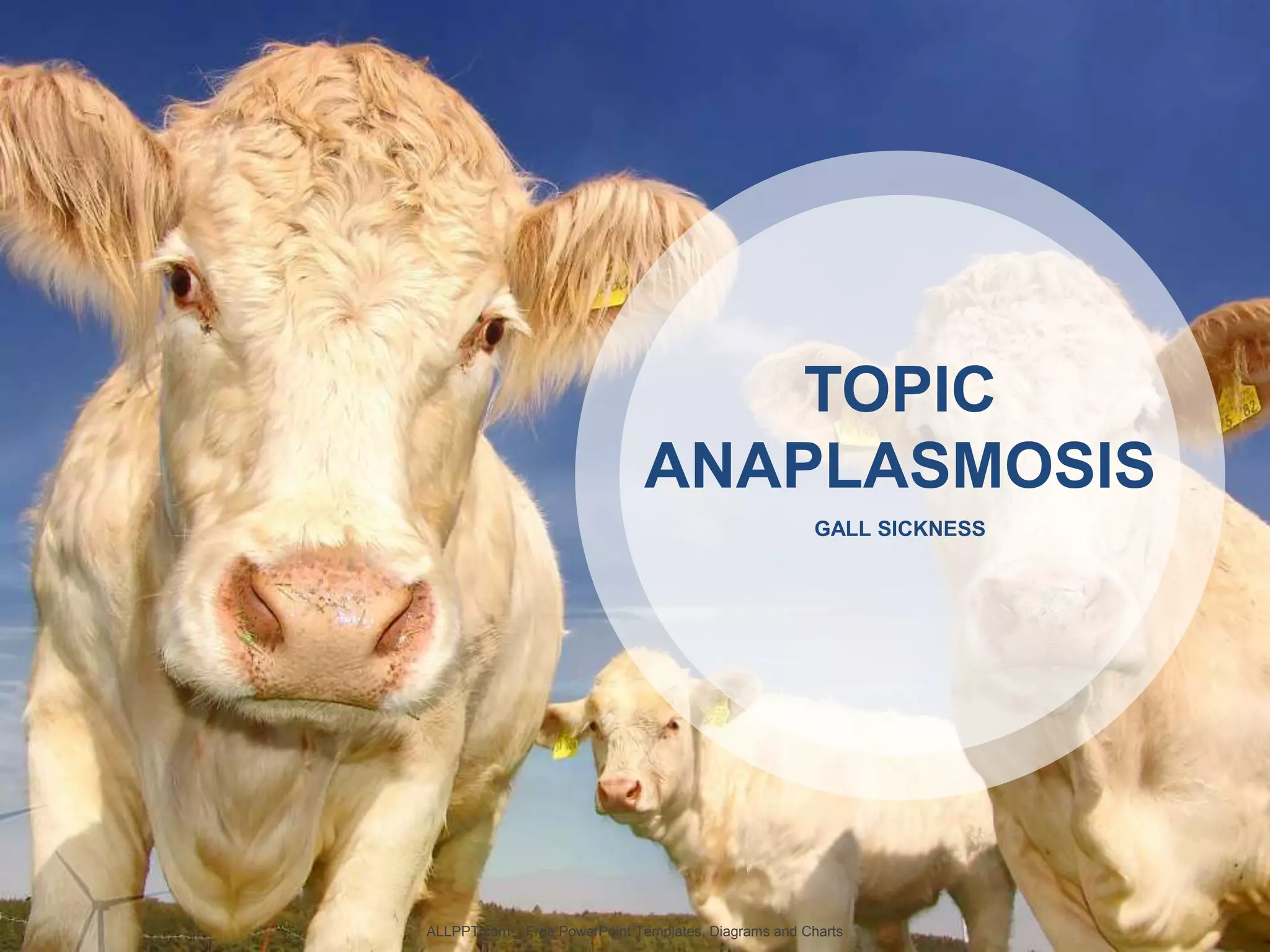 Anaplasmosis | PPTX