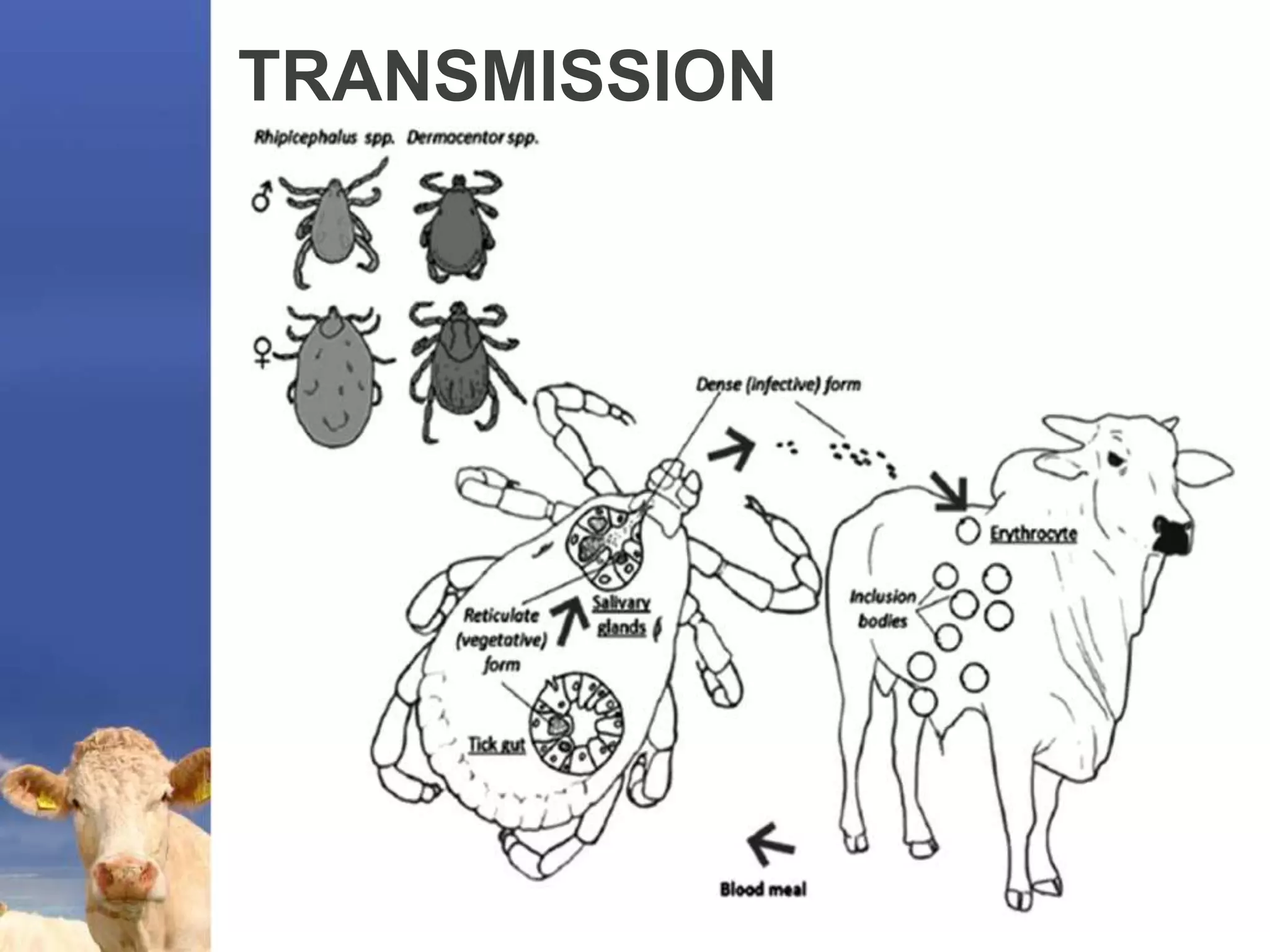 Anaplasmosis | PPTX