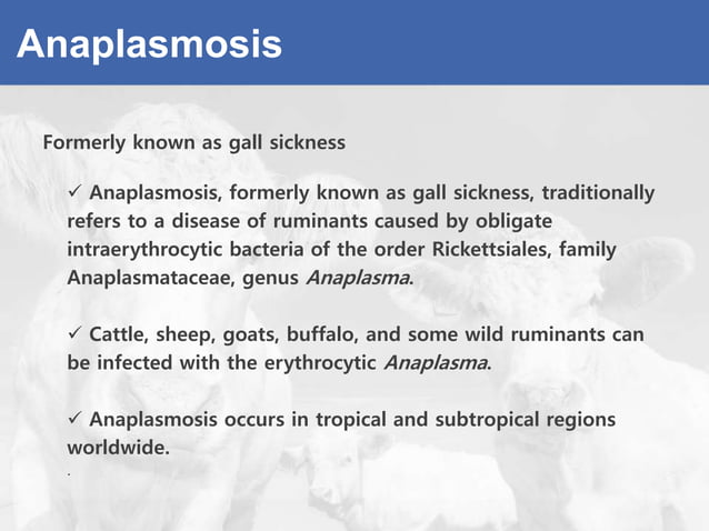 Anaplasmosis | PPTX