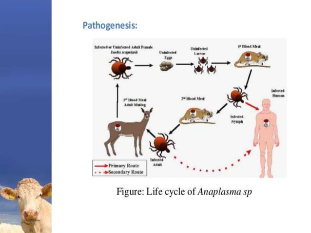Anaplasmosis | PPTX