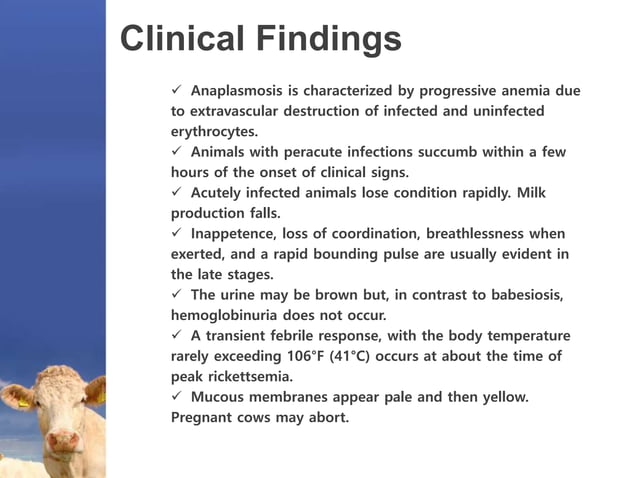 Anaplasmosis | PPTX