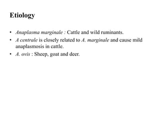Anaplasmosis | PPTX