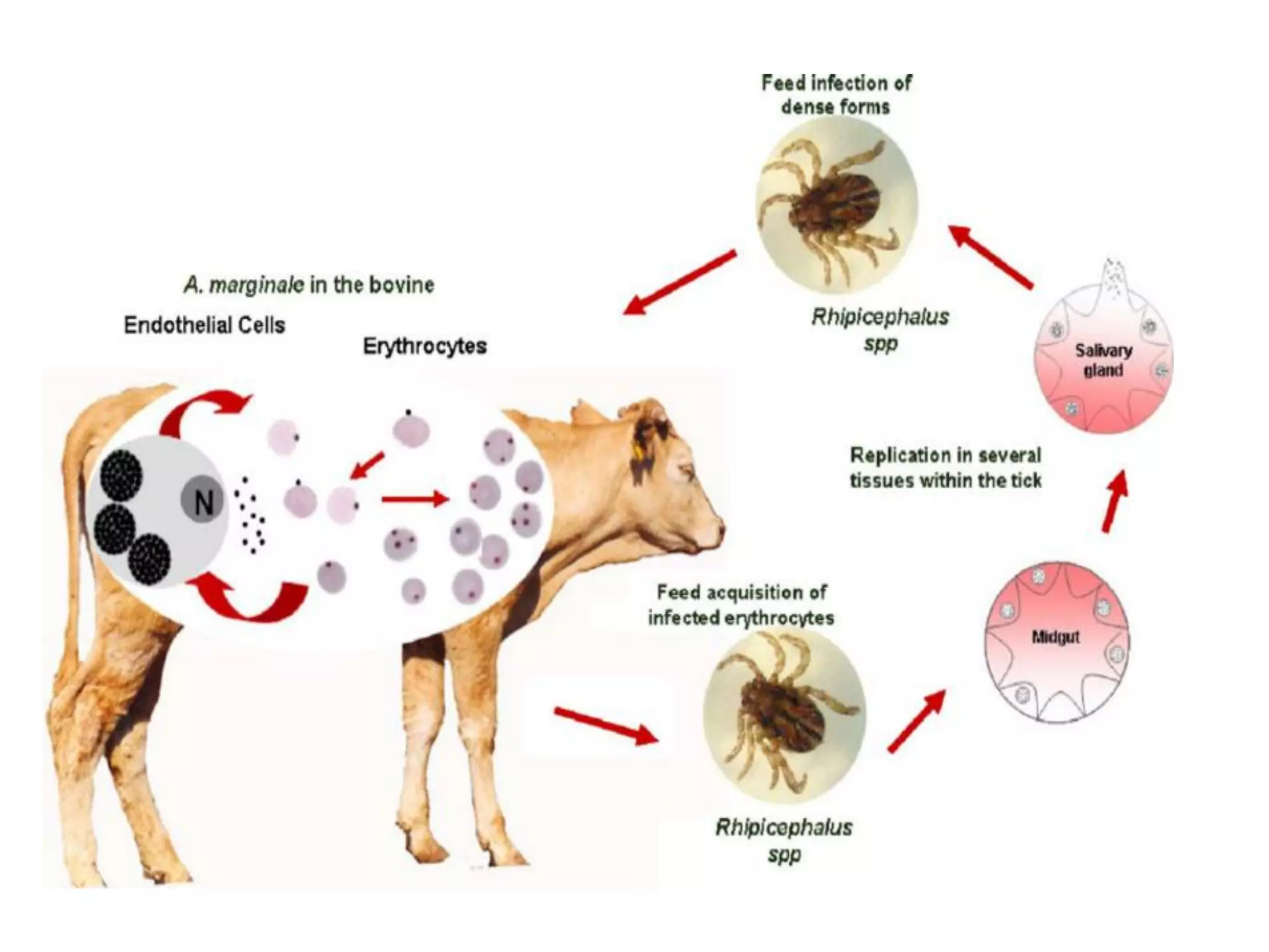 Anaplasmosis | PDF