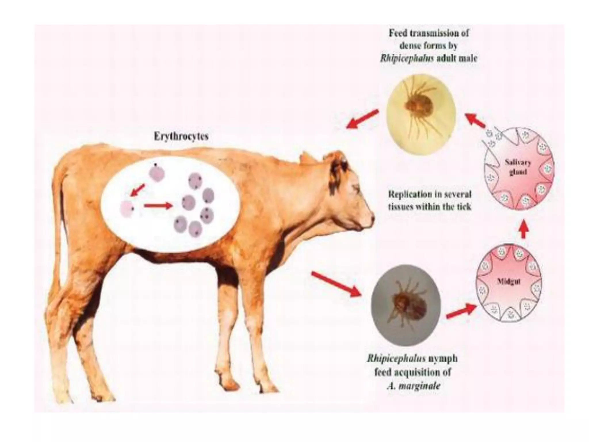 Anaplasmosis | PDF