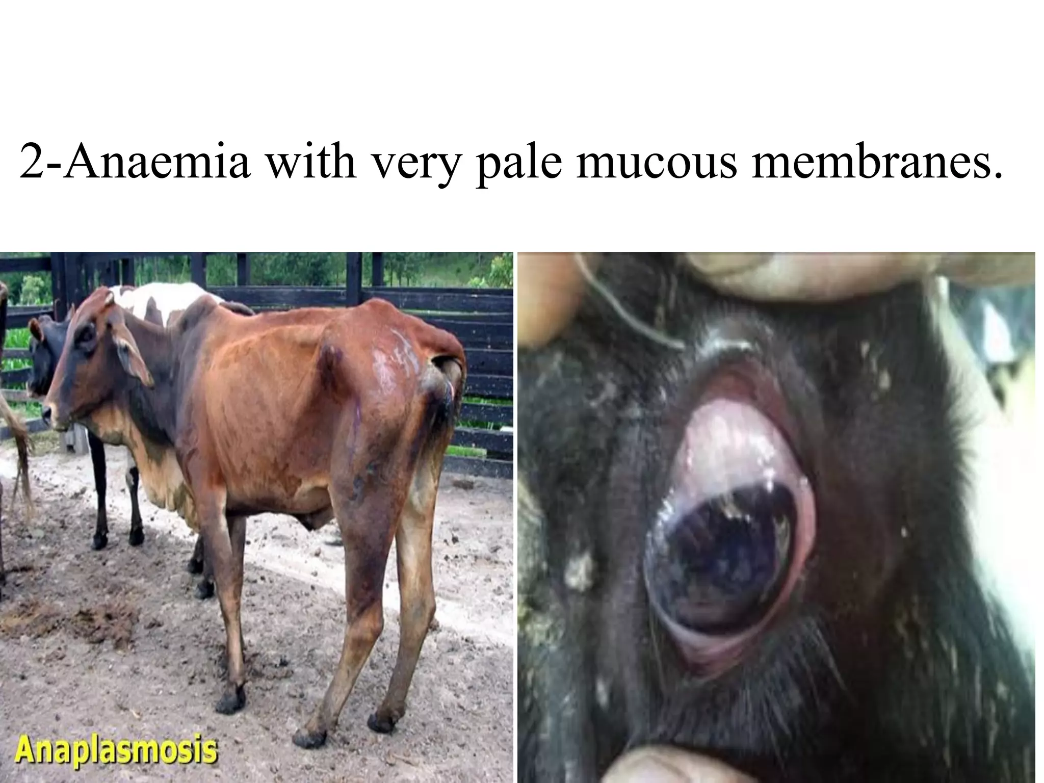 Anaplasmosis | PDF