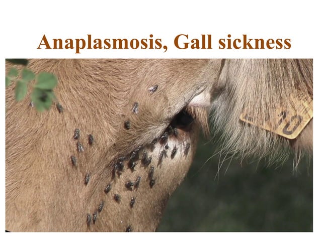 Anaplasmosis | PDF