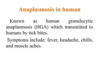 Anaplasmosis | PDF