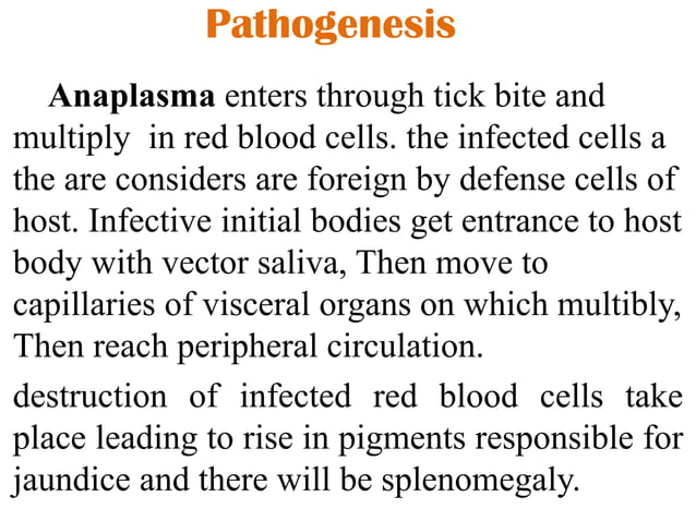 Anaplasmosis | PDF
