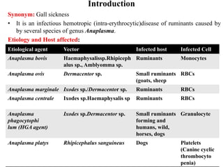 ANAPLASMOSIS.pptx