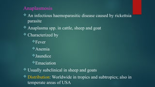 anaplasmosis condition - veterinary medicine | PPTX