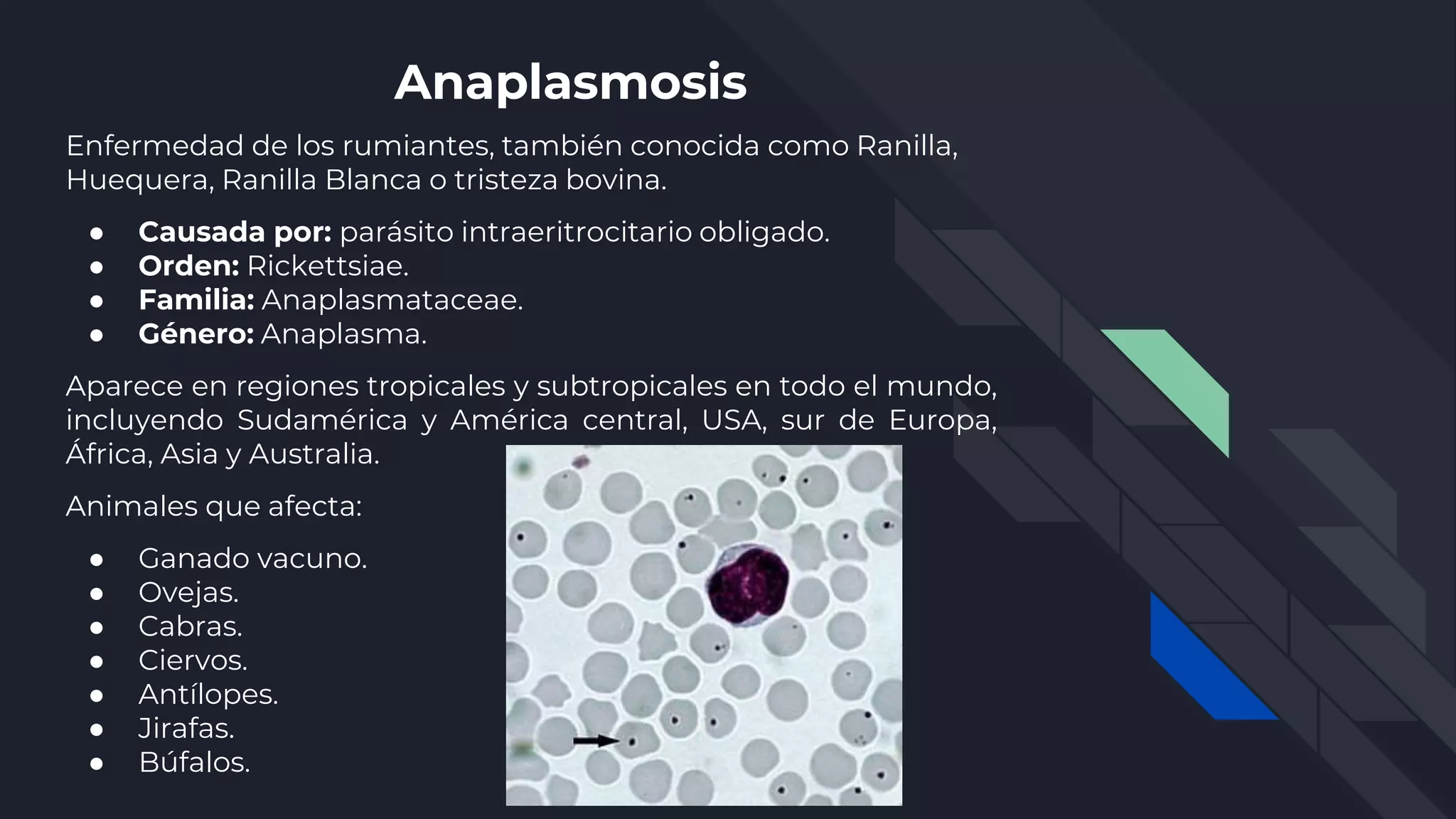 Anaplasmosis bovina | PPT