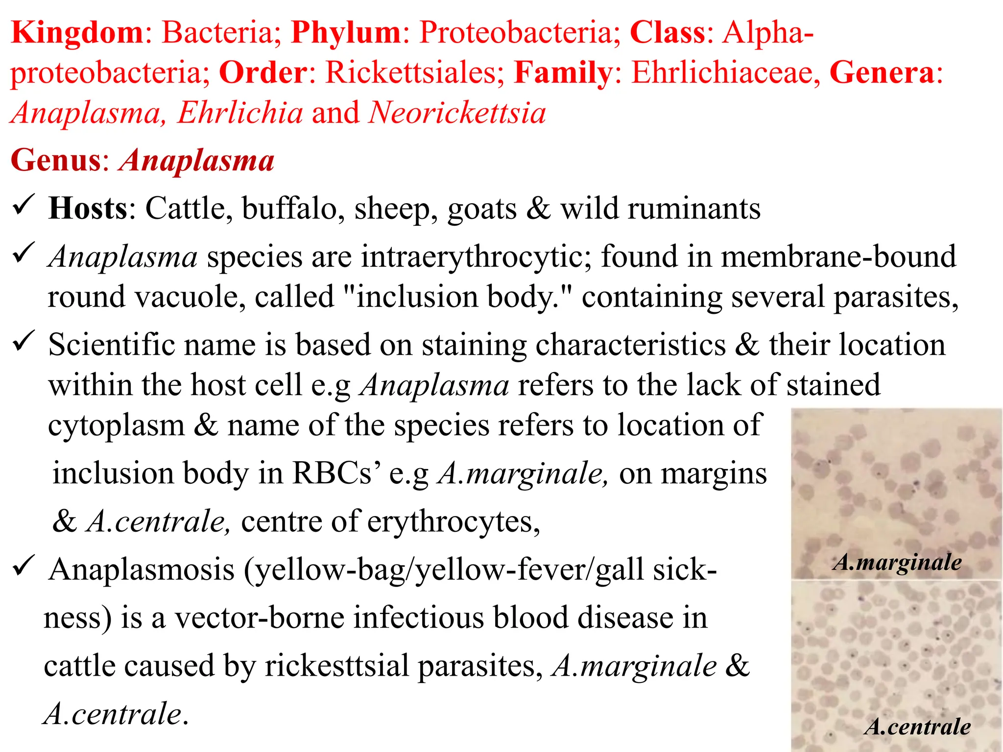 Anaplasmosis and Ehverygoodrlichiosis.pptx