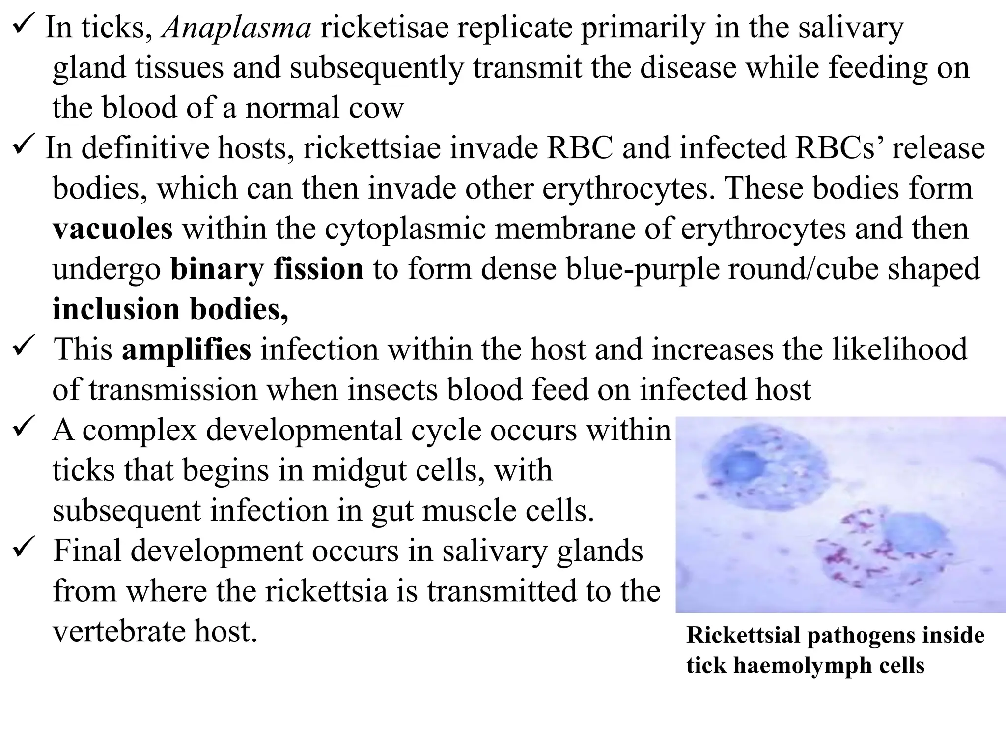 Anaplasmosis and Ehverygoodrlichiosis.pptx