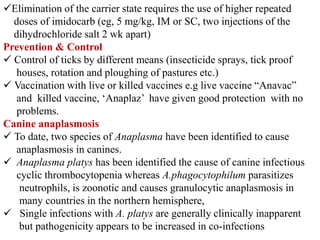 Anaplasmosis and Ehverygoodrlichiosis.pptx