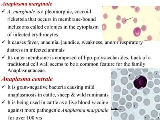 Anaplasmosis and Ehverygoodrlichiosis.pptx