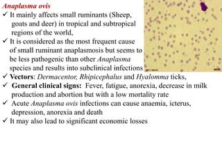 Anaplasmosis and Ehverygoodrlichiosis.pptx