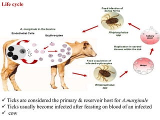 Anaplasmosis and Ehverygoodrlichiosis.pptx