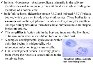 Anaplasmosis and Ehverygoodrlichiosis.pptx