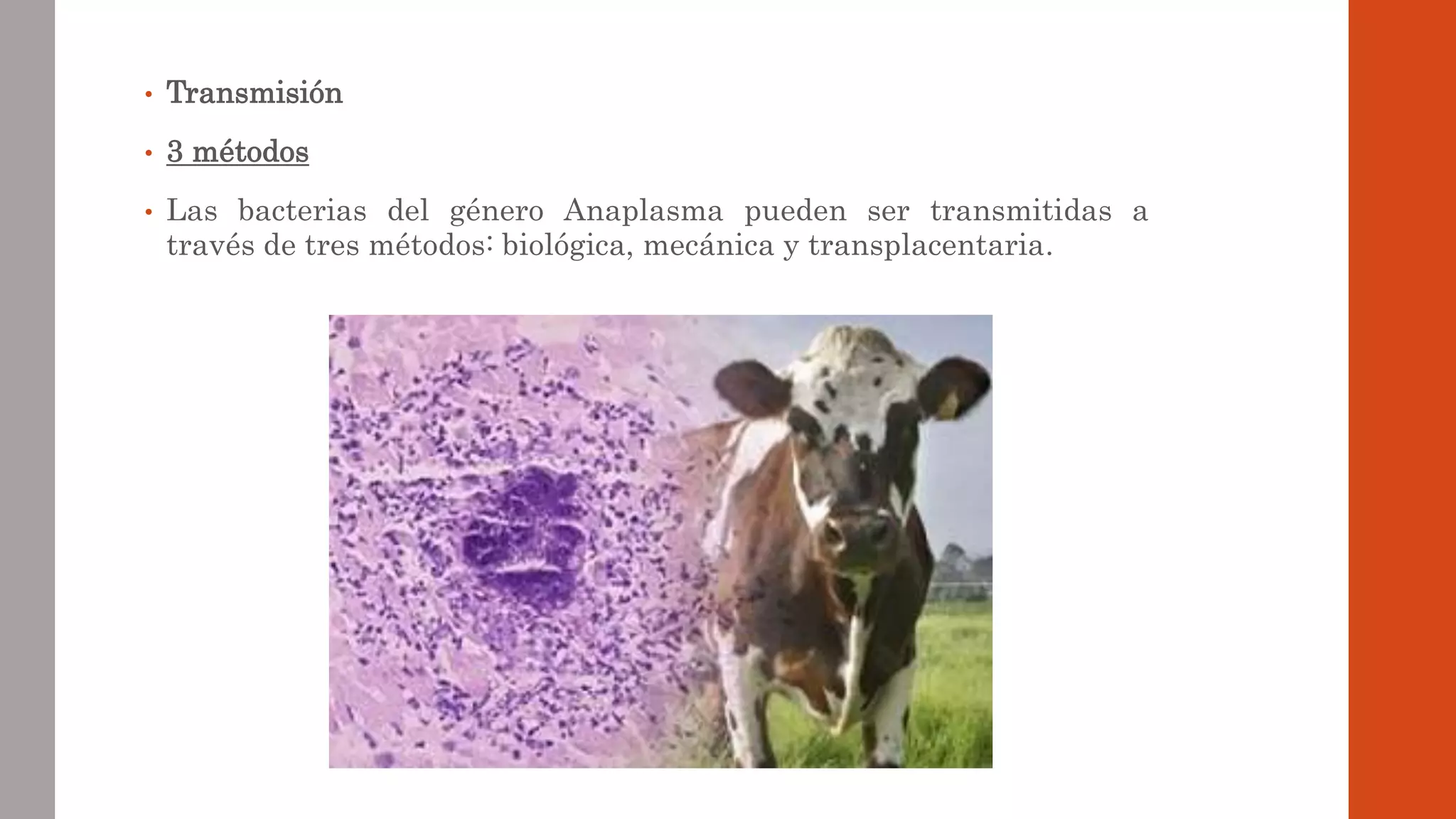 Anaplasmosis bovina | PPTX