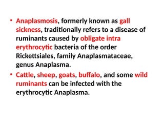Lecture Anaplasmosis by Dr.Jawad Younas | PPTX