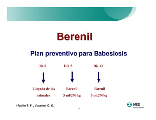 Anaplasmosis y babesiosis fp | PDF