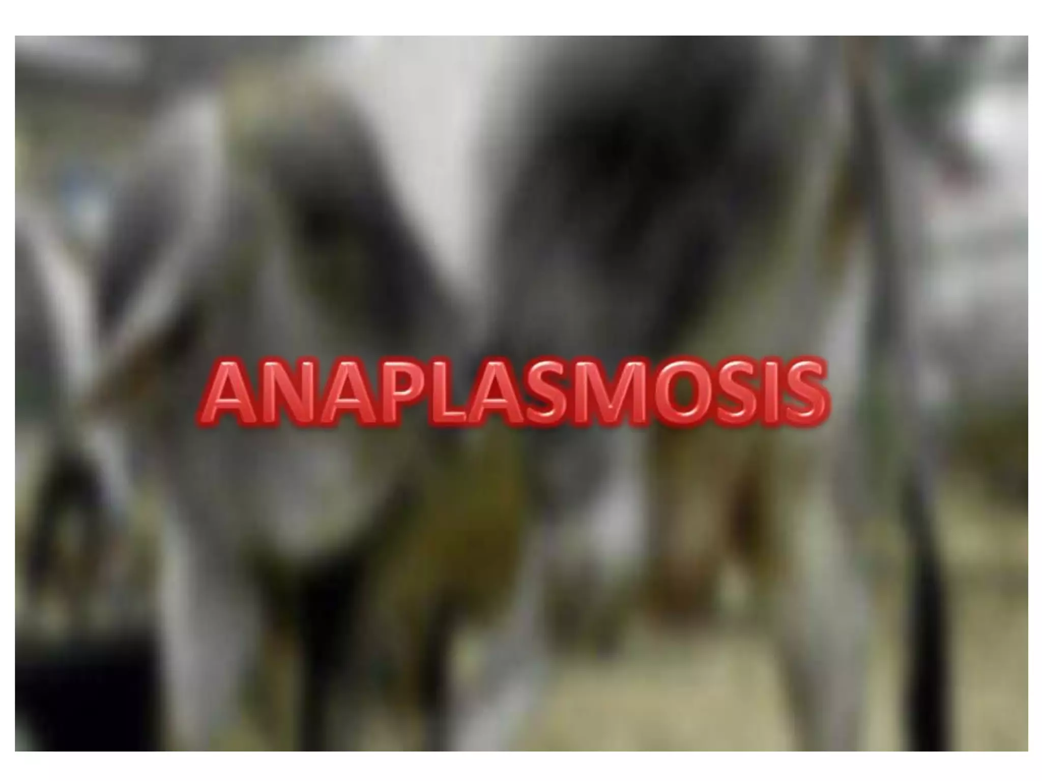 Anaplasmosis y piroplasmosis | PPTX