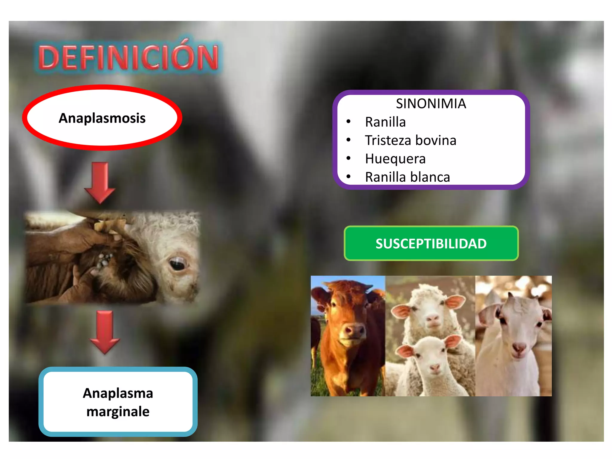 Anaplasmosis y piroplasmosis | PPTX