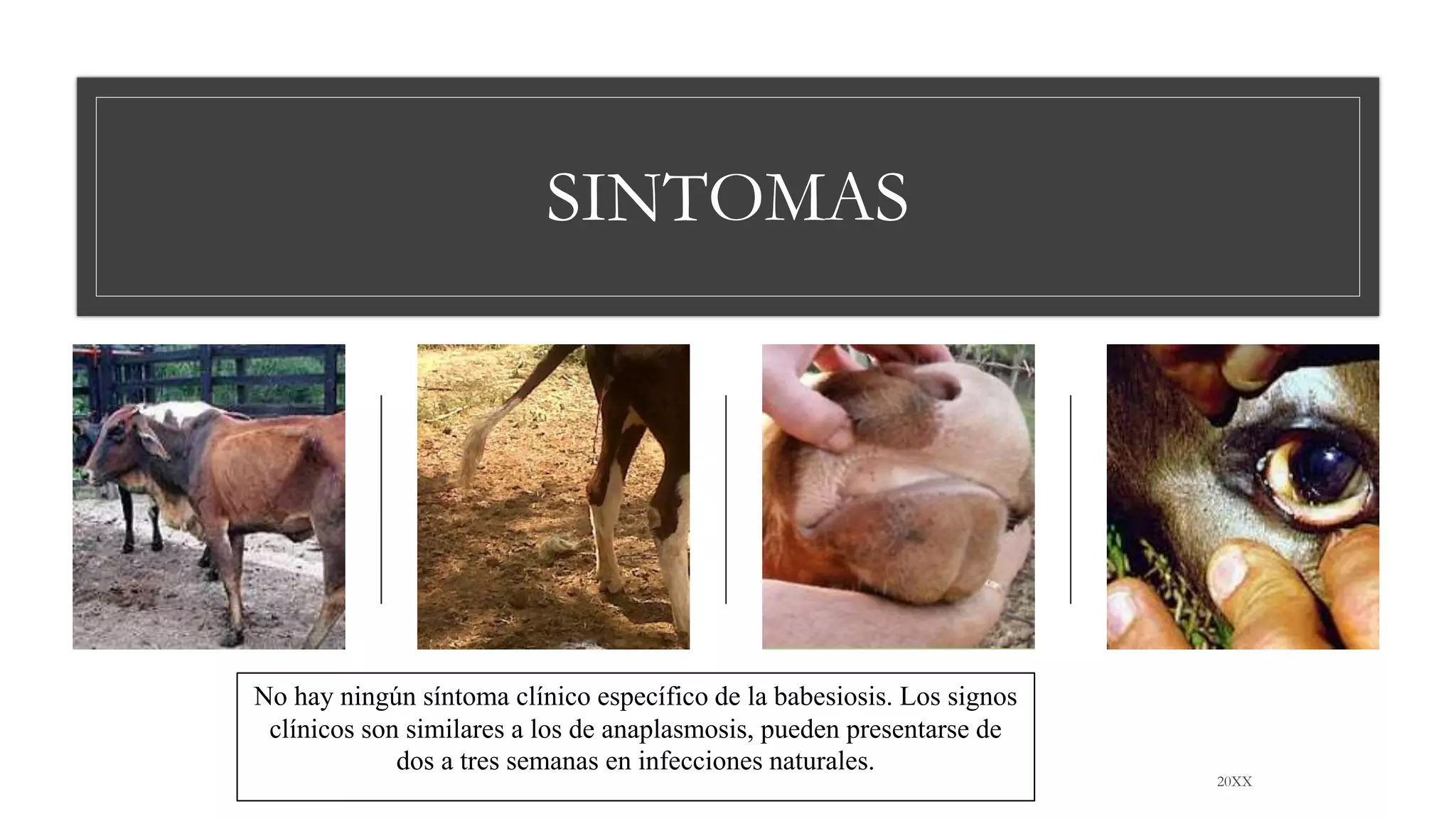 Anaplasmosis y piroplasmosis bovina | PPTX