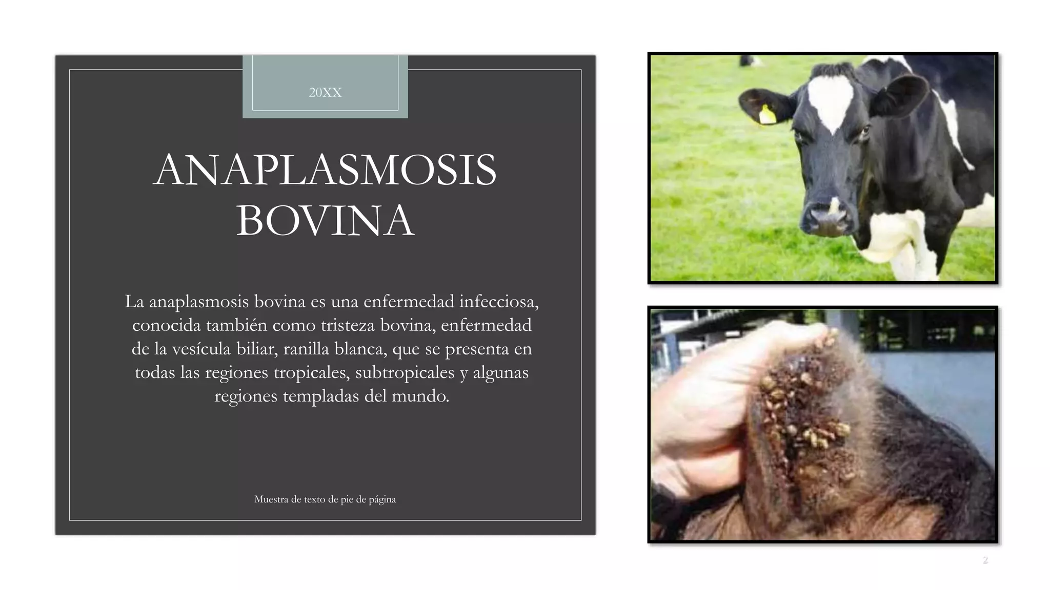 Anaplasmosis y piroplasmosis bovina | PPTX