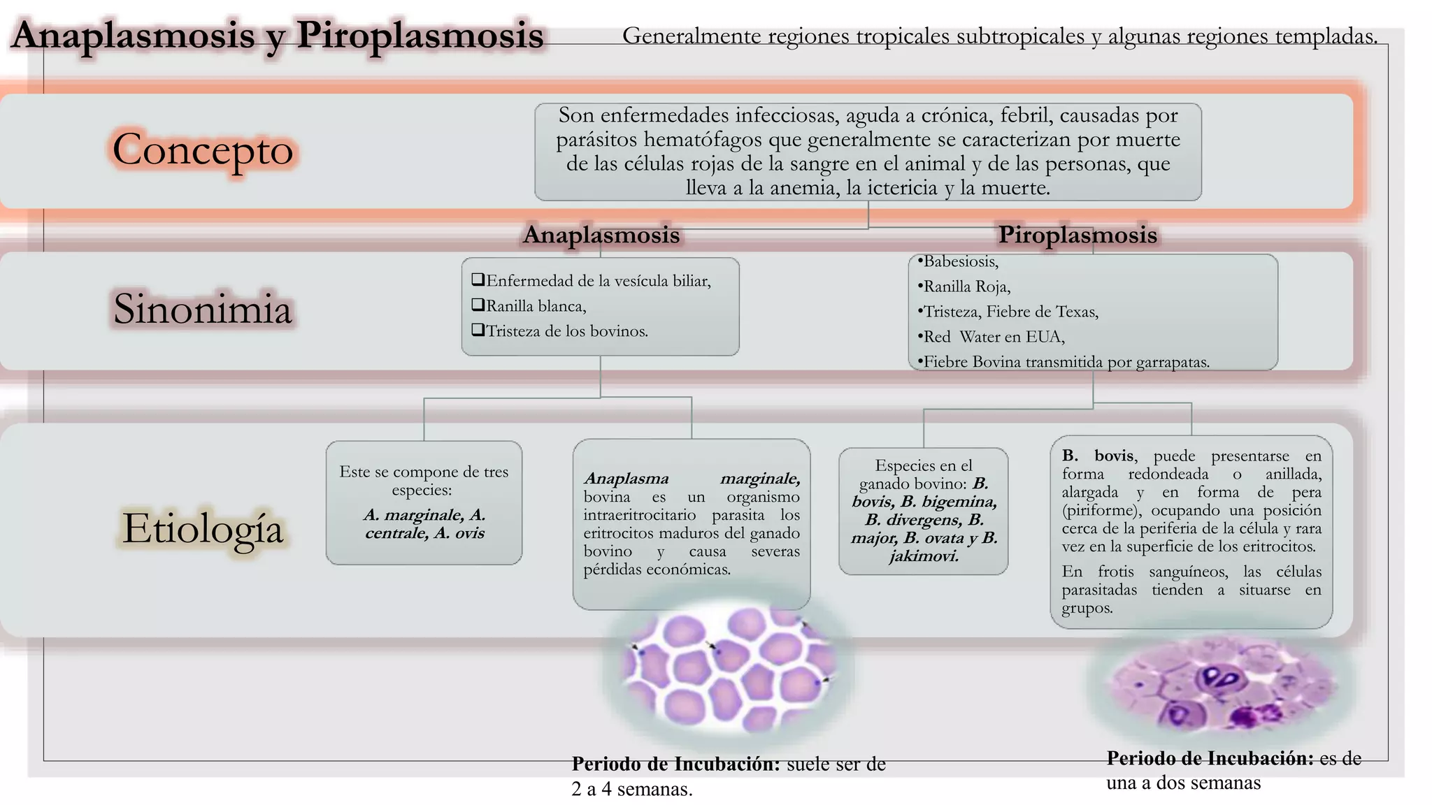 Anaplasmosis y Piroplasmosis | PPTX