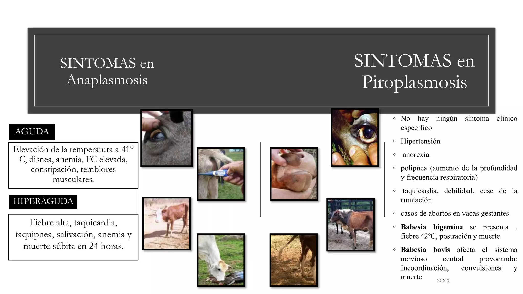 Anaplasmosis y Piroplasmosis | PPT | Descarga Gratuita