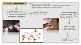 Anaplasmosis y Piroplasmosis | PPTX