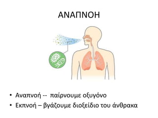 Anapneystiko systhma | PPTX