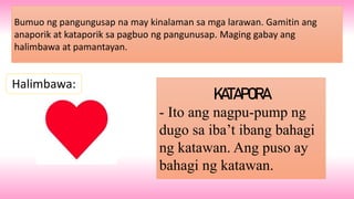 ANAPORA-AT-KATAPORA_090146.pptxfilipino 7 | PPTX