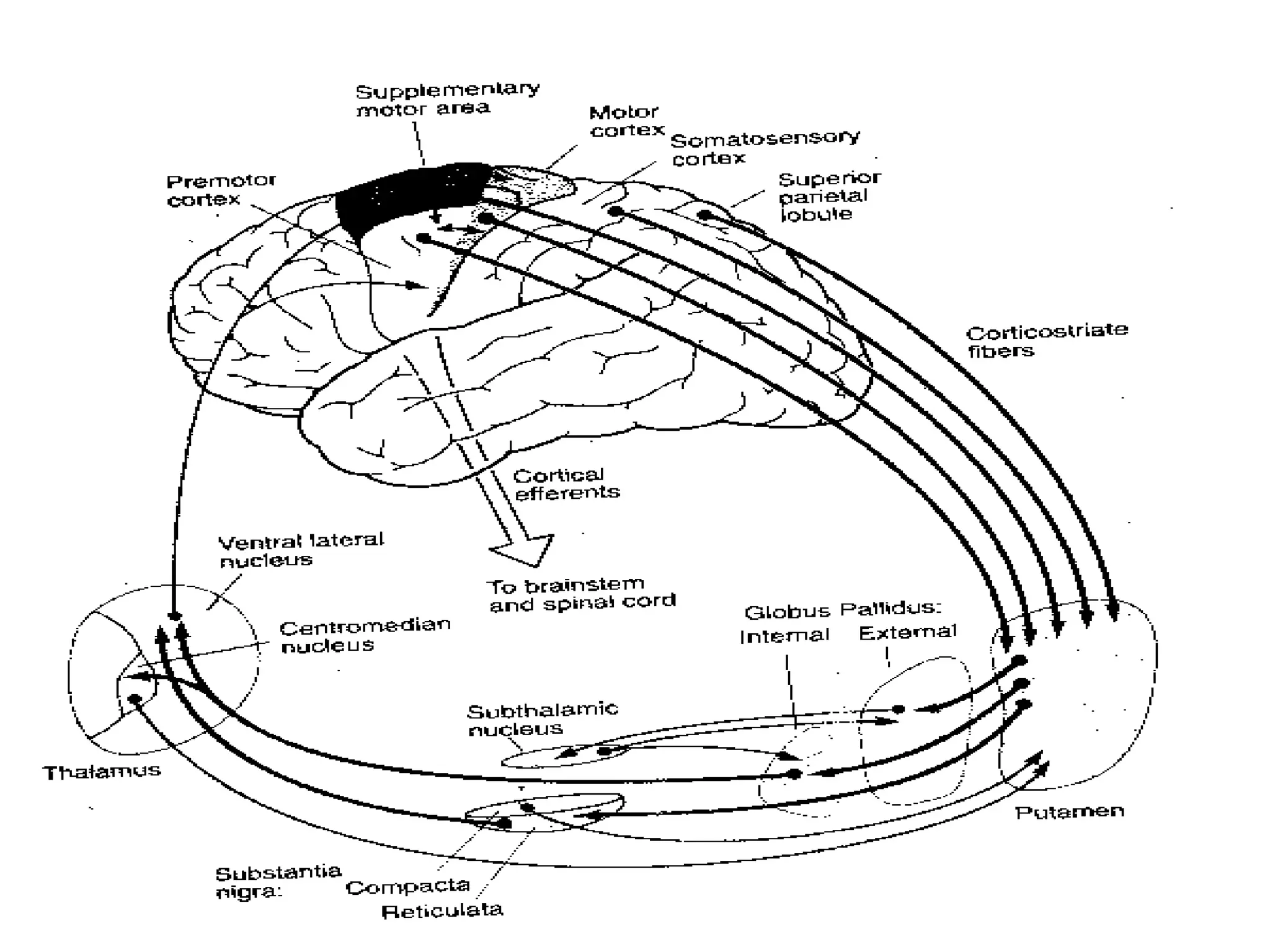 An approach to a child with abnormal movement | PPT | Brain and Nervous ...